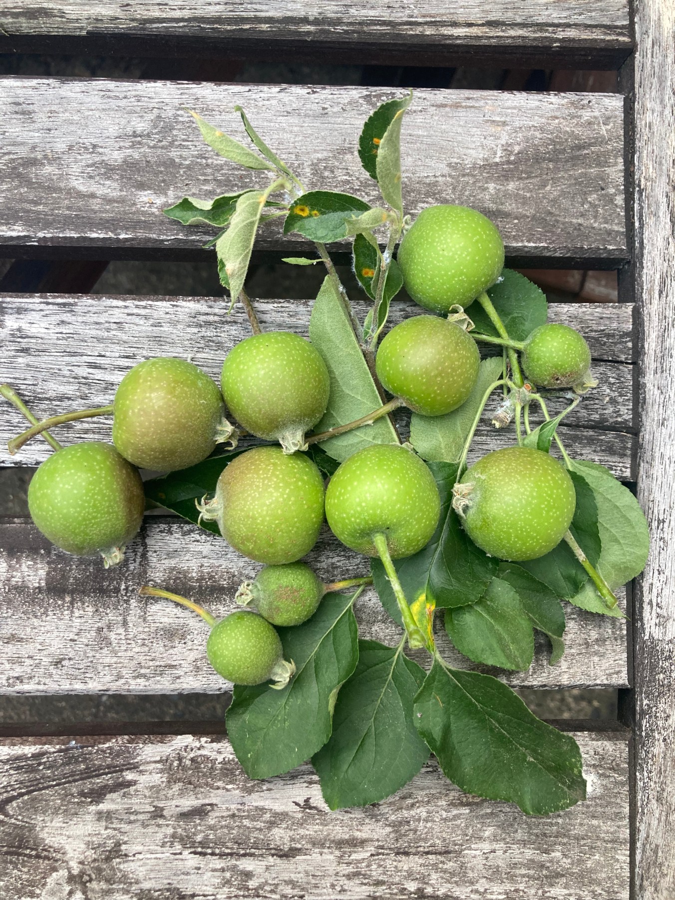 to make a codling tarte | Cooking in the Archives